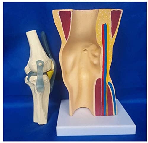 Anatomy Model Anatomical Human Knee Joint, Skin Bone Skeleton Model, Knee Joint Ligaments Skeleton Muscle Anatomy Model, Medical Educational Aid