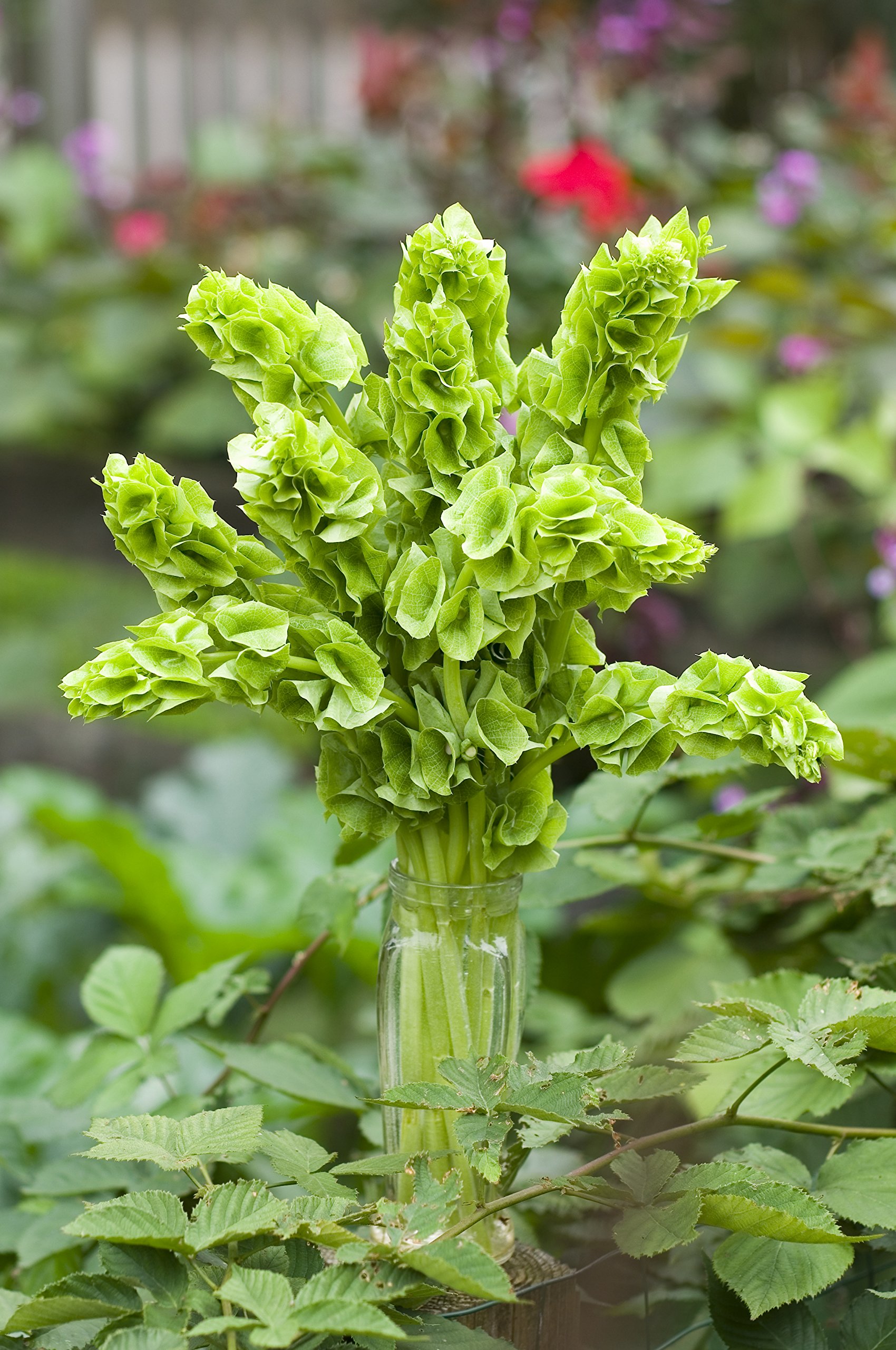 Burpee Moluccella laevis Bells of Ireland Seeds 100 seeds