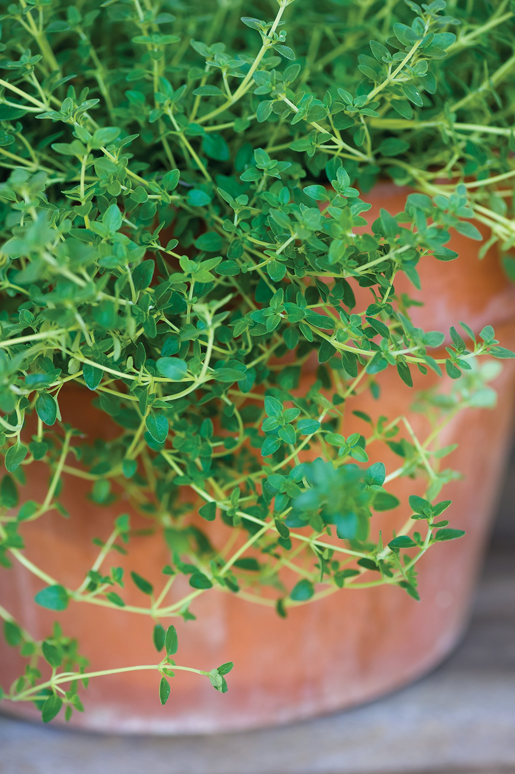 Burpee Windowsill Herb Collection Seeds 5 packets of seed.