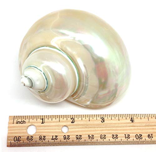 PEPPERLONELY 1 PC Polished White Jade Turbo Sea Shell, Hermit Crab Sea Shells, 4 Inch ~ 5 Inch