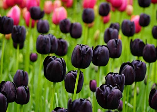 Black "Queen of The Night" Tulip Bulbs - Fresh Bulbs for Planting - Ship from Iowa, USA (10 Bulbs)