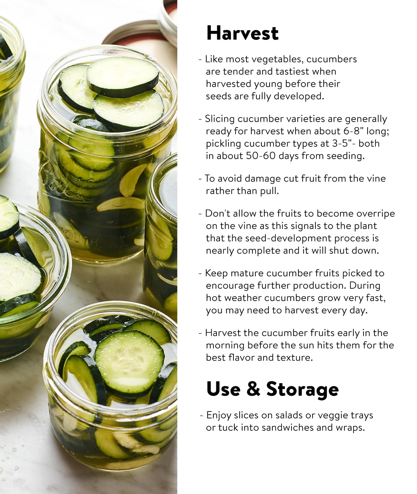 Burpee 'Pick-A-Bushel' Pickling Cucumber Seeds, 30 Non-GMO seeds