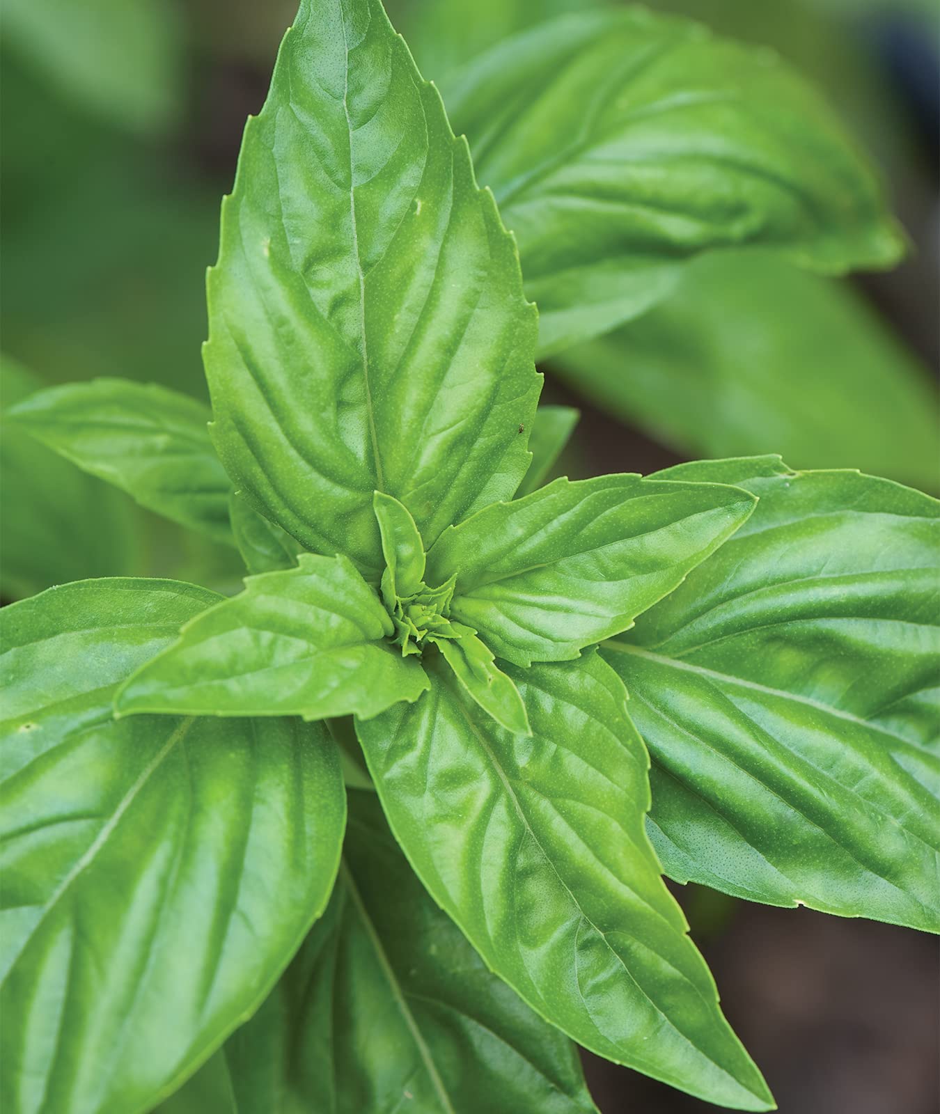 Burpee Sweet 500 Non-GMO Seeds for Planting | Grow Fresh Herb in Home Garden | Classic Basil Variety for Italian Cooking