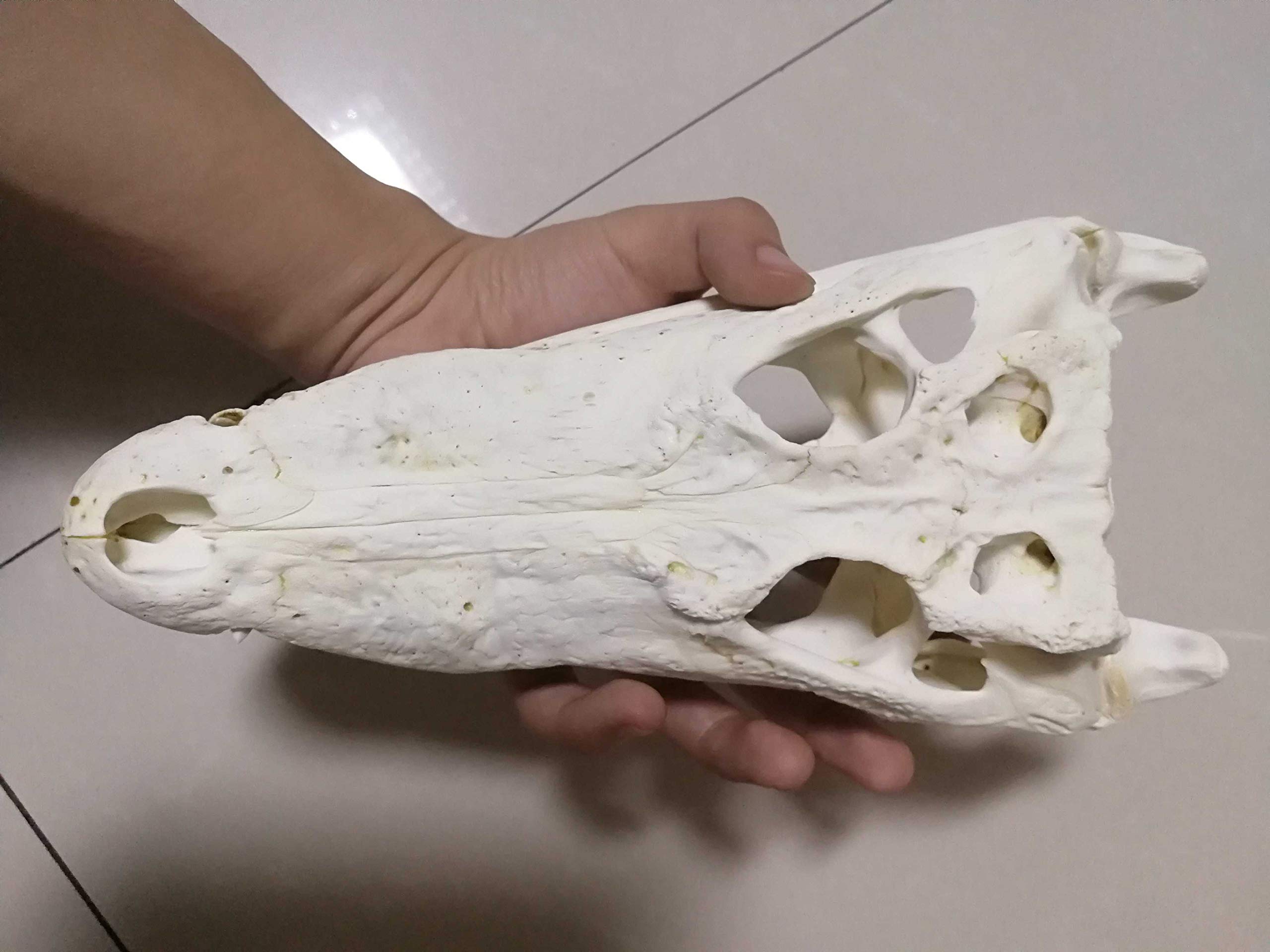 Farming method, real crocodile skull specimen, Feng Shui ornaments, real crocodile, home improvement, office furniture, office decoration
