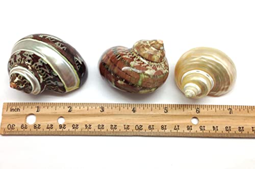 PEPPERLONELY 3 PC Natural Large Mixed Turbo Sea Shells, Hermit Crab Shells, 2 Inch ~ 3 Inch
