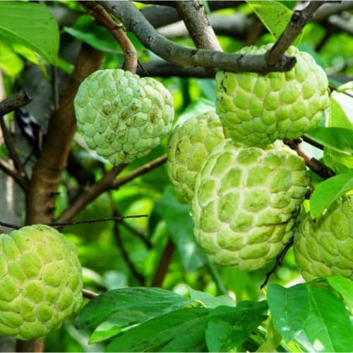 Annona Squamosa Sugar Apple Tree Live Plant 8 Inc Tall, Sweet Sugar Apple Fruit Tree Na Dai, Sugar Apple Plant