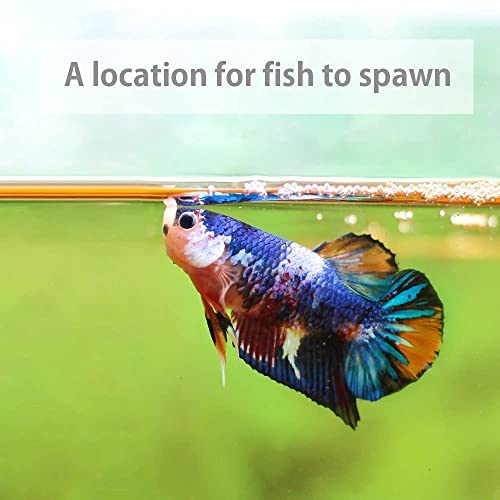 Premium Indian Almond Leave - Blackwater - Aquarium Decorations. Catappa Leaves Rich Tannin. Health Better, Vitality, Successful Breeding! for Betta Fish Tank & Shrimp. Pack 50g Size 6-9"(20-25Leaves)