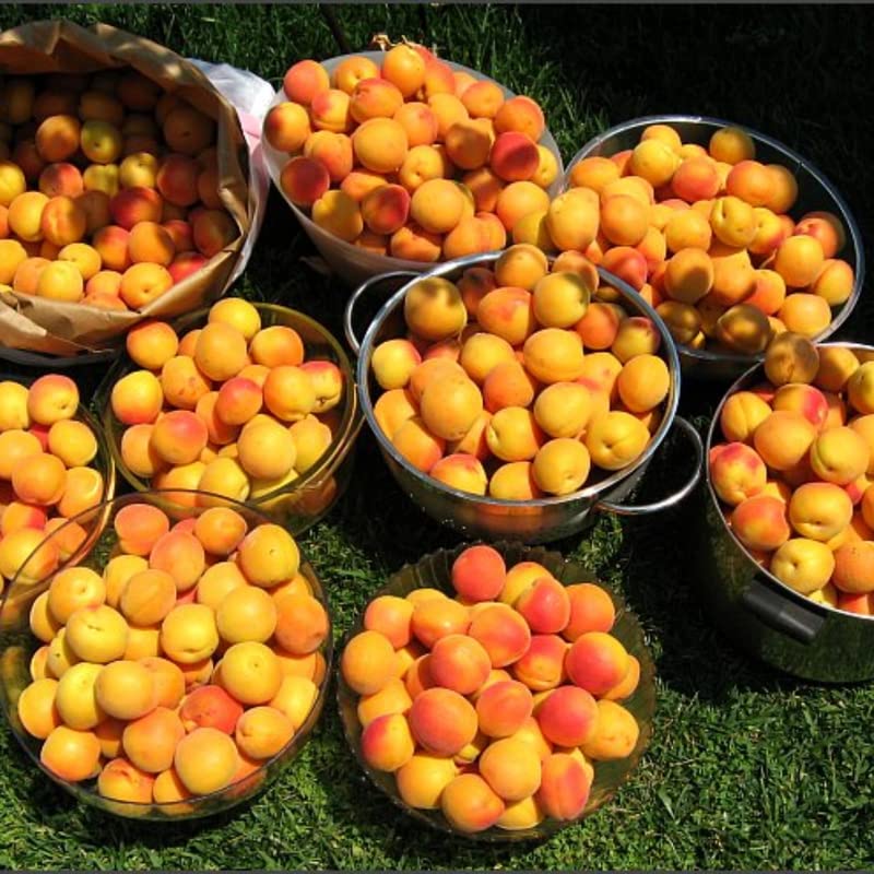 4-5Ft Apricot Tree Sweet Large Tall Grafted Tree for Growing, Fruit Tree