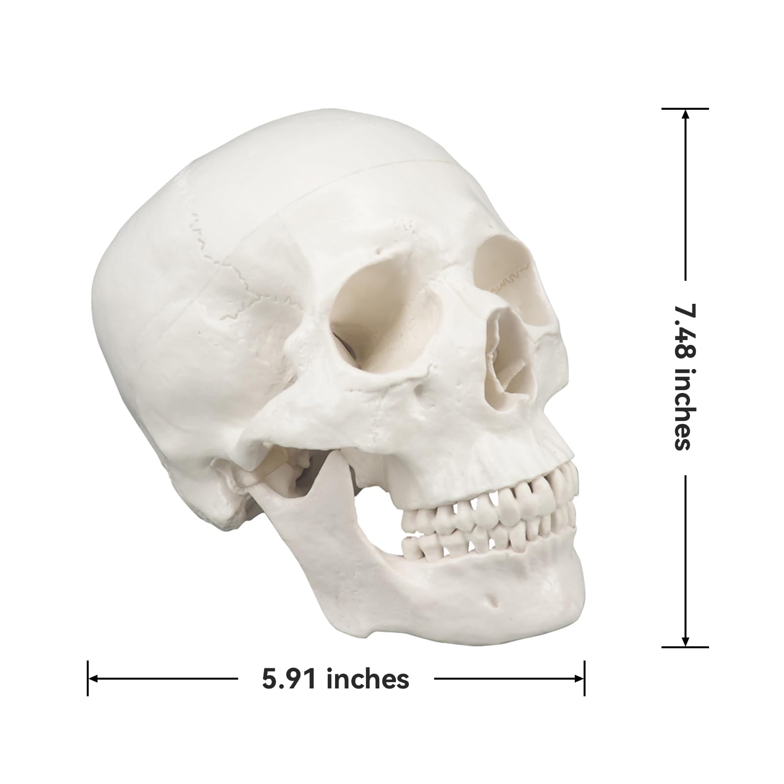 Human Skull Model, Life Size 3-Part Anatomical Model with Removable Skull Cap and Articulated Mandible for Medical Student Human Anatomy Study Course