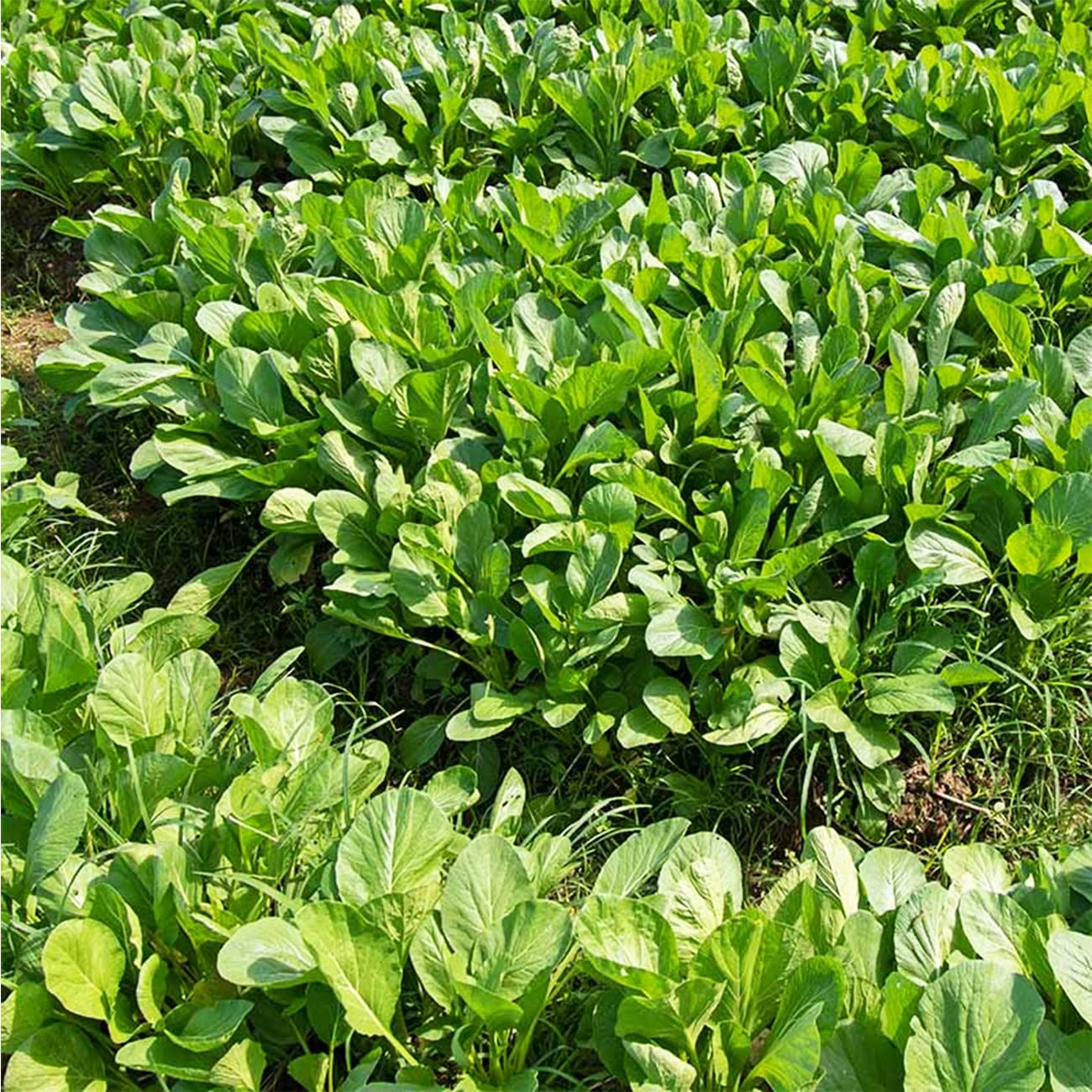 4000+ Florida Broadleaf Mustard Seeds for Planting Vegetable Seeds for Green Leaf Non-GMO Heirloom Garden Seed Small GAI Choi Cải bẹ xanh