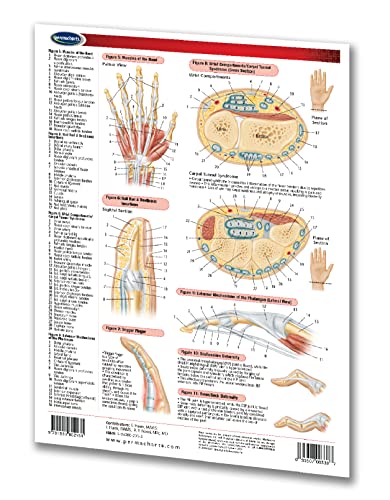 Hand - Human Hand Chart - Medical Anatomy Guide - Quick Reference Guide by Permacharts