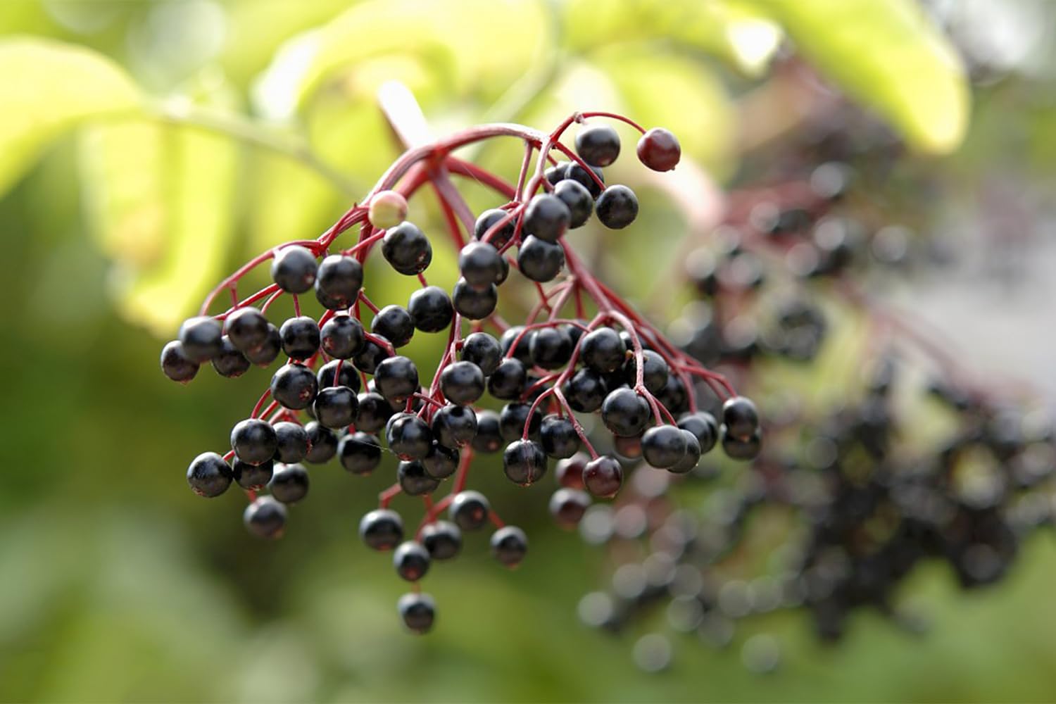 710+ Dwarf Fruit Seeds for Planting (Individually Packaged) Cherries 10pcs White Strawberry 200pcs Red Strawberry 200pcs Raspberry 200pcs Elderberry 100pcs