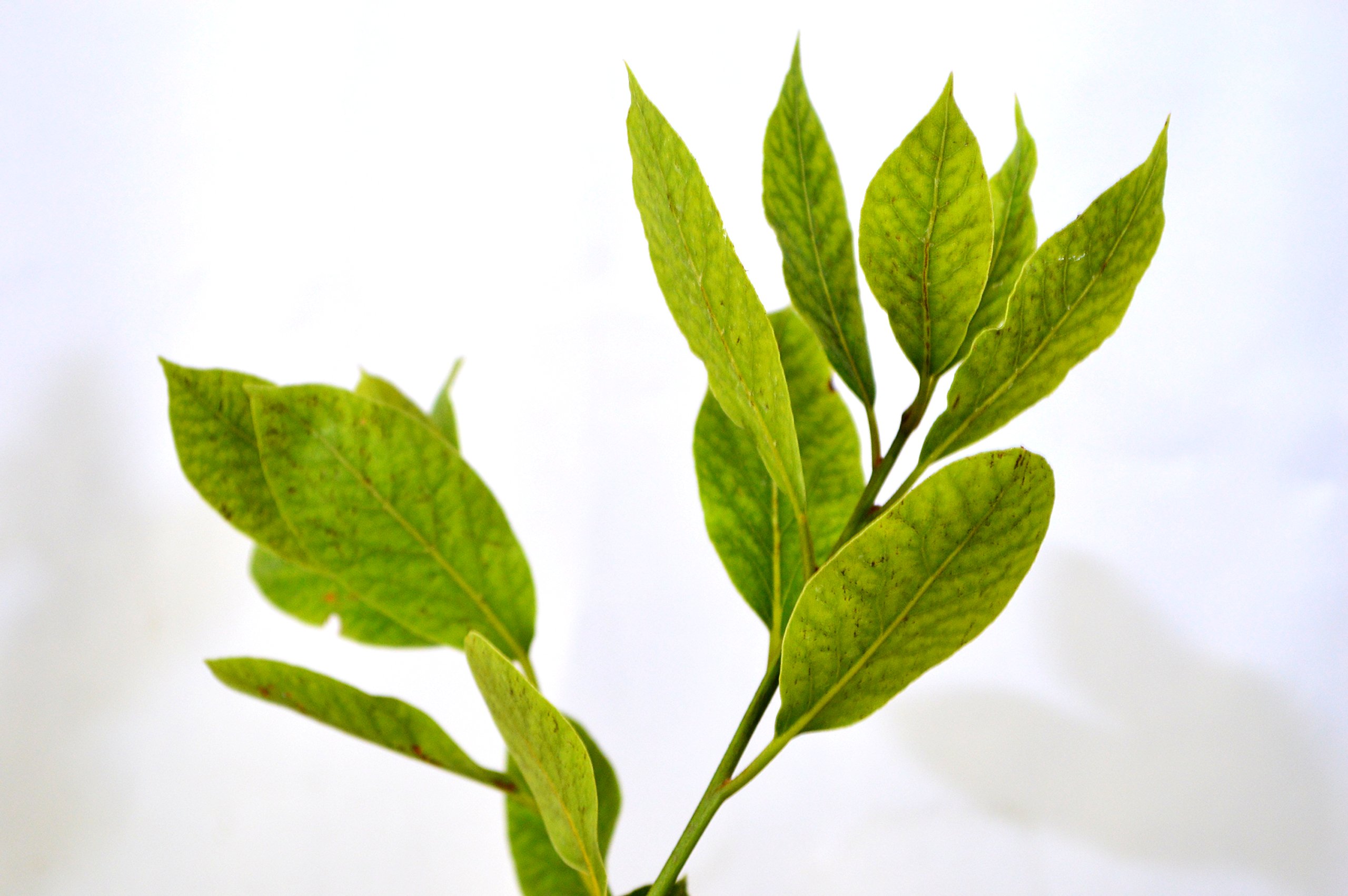 9GreenBox - Bay Laurel Plant One Gallon Live Plant Ornament Decor for Home, Kitchen, Office, Table, Desk - Attracts Zen, Luck, Good Fortune - Non-GMO, Grown in The USA