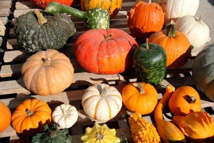MIXED SEEDS! 50+ Pumpkin and Winter Squash MIX Seeds NON-GMO 25 Varieties Delicious Grown in USA. Rare, Super Profilic and Delicious HARLEY SEEDS