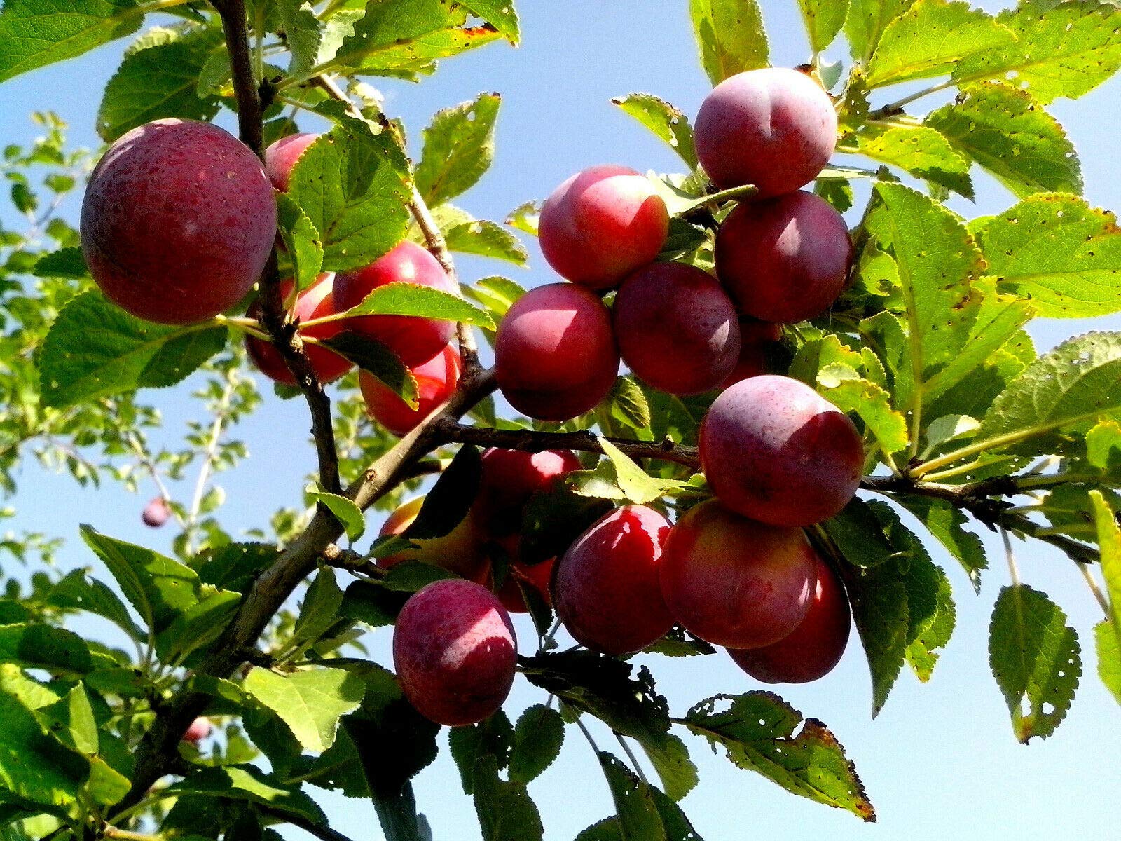 5 Seeds Red Purple Fruit White Flower American Plum Prunus Americana Shrub Tree #SDF02