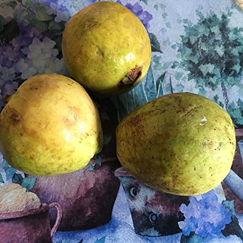 5 hawaiane Semi Guava gustosi dolci di frutta le