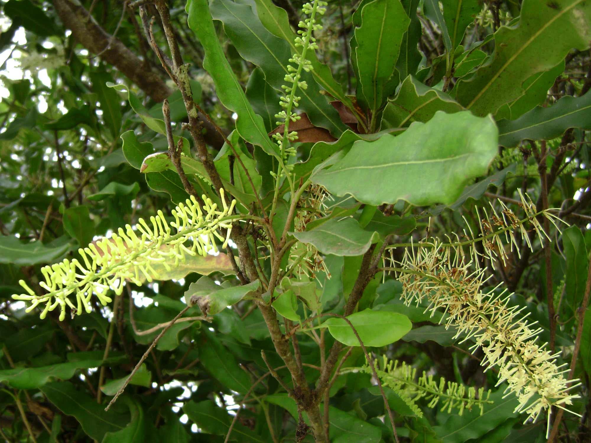 5 Macadamia Nut Tree Seeds - Macadamia integrifolia - Ships from Iowa, USA