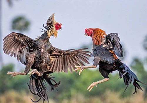 A.D.P. Rooster Booster Protection Fighting Rooster Gamefowl Protective Chicken Supplies Poultry Chickens Mitt Safety, Botas para GALLOS BREEDING, 2 Pairs Blue & Red Fabric Handmade Leg Protect Care