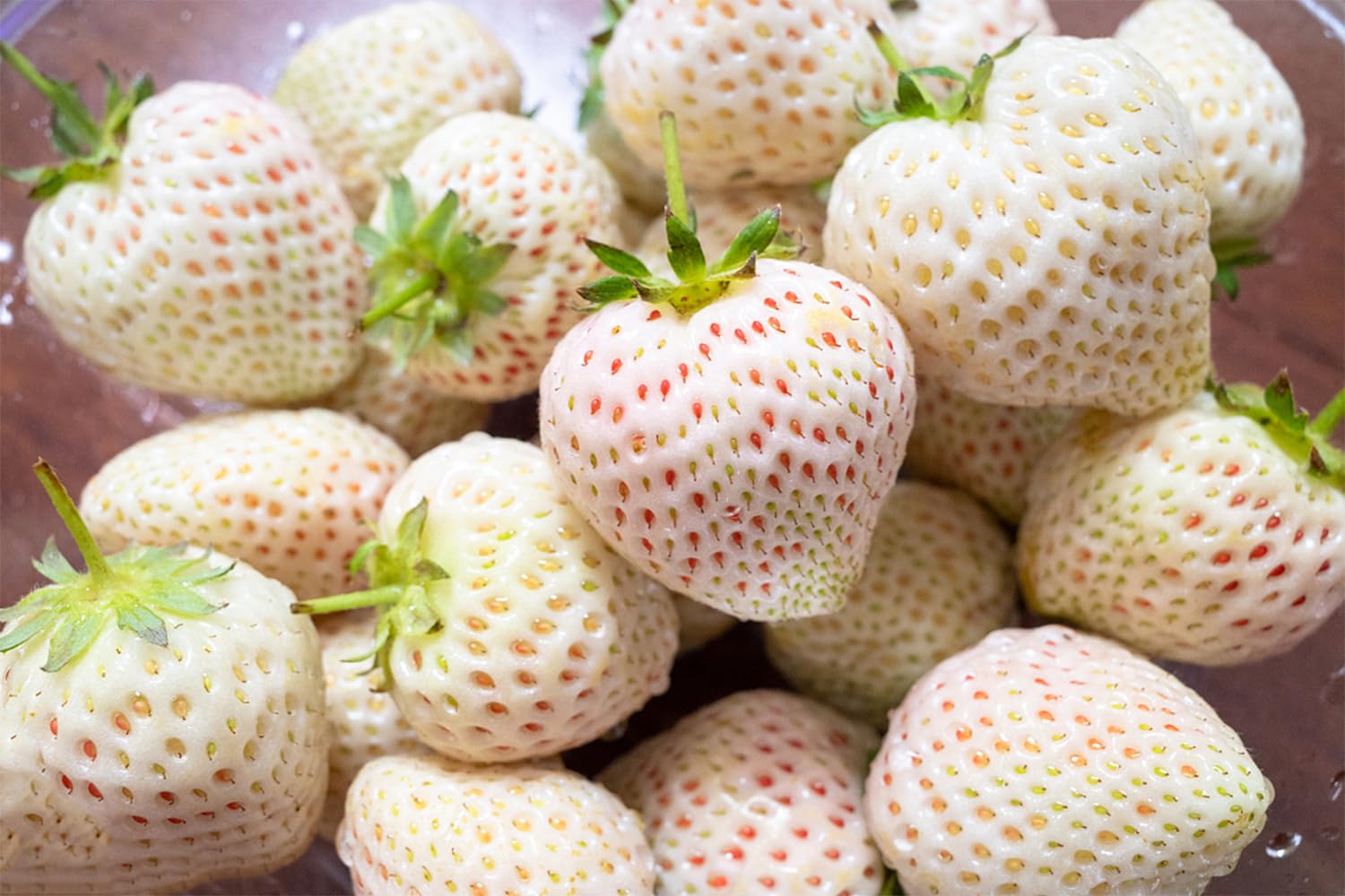 710+ Dwarf Fruit Seeds for Planting (Individually Packaged) Cherries 10pcs White Strawberry 200pcs Red Strawberry 200pcs Raspberry 200pcs Elderberry 100pcs