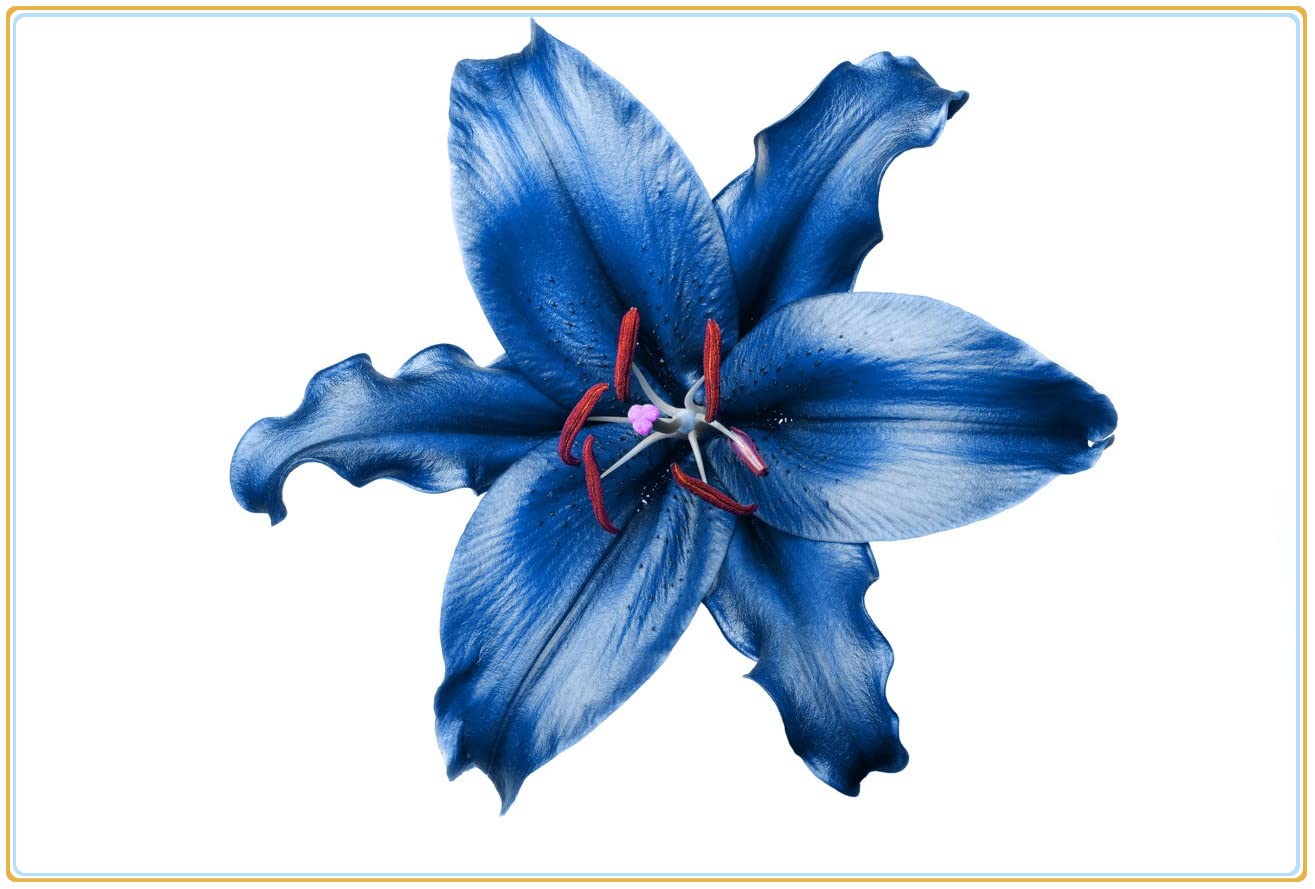 Adatto Per Piantare Bulbi Di Giglio、Fiori Profumati、 Fiori Recisi Squisiti e Piante Verdi Vive-6Bulbi,C