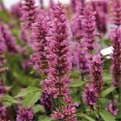50 + semi Rose Mint issopo Agastache di Fiori perenni