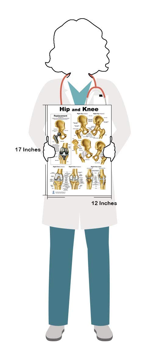 Foot and Ankle, Hand and Wrist, Shoulder and Elbow, Hip and Knee Anatomical Poster Set, size 12Wx17T