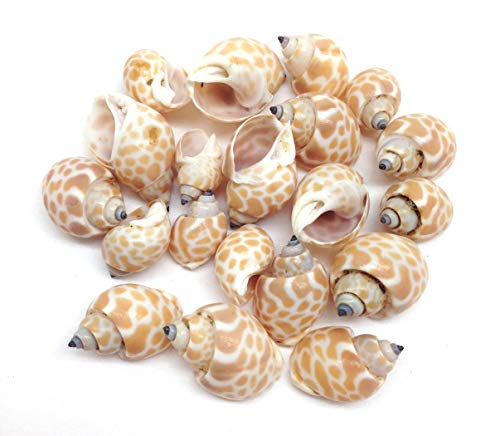 PEPPERLONELY 20PC Small Babylonia Spirata Hermit Crab Sea Shells, 1/2 Inch ~ 1 Inch