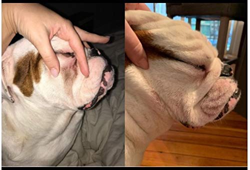Squishface Tear Stain Paste - Cleans Dog Tear Stains - 2 Oz, Great for Long Hair Dogs Such as Poodles, Terriers and Maltese