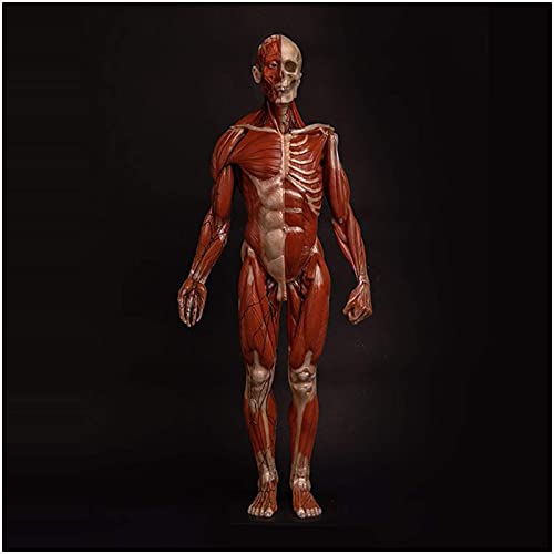 Anatomy Model 23.6 Inch Male Anatomy Figure - Human Muscle Skeleton Painting Model Human Anatomical Muscle Bone Ecorche and Skin Model Reference for Artist