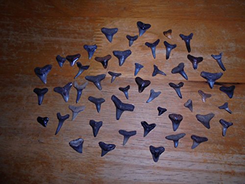Genuine Fossil Shark Teeth Lot of Fifty