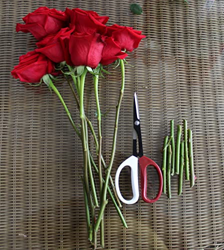 8" Bonsai Cutter Pruning Shear tool used for Gardening, Arranging Flowers, Trimming Plants, Branches, Stainless Steel Red White Handles