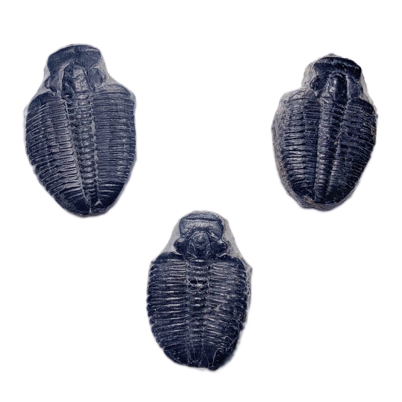 Elrathia Kingi Trilobite Fossil Specimen - Natural - Found in USA!