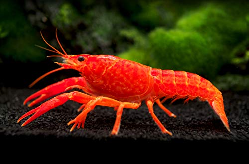 Aquatic Arts 1 Male Neon Red Crayfish | Live Freshwater Aquarium Lobster / Crawfish / Crawdad / Real Living Fish Tank Pet
