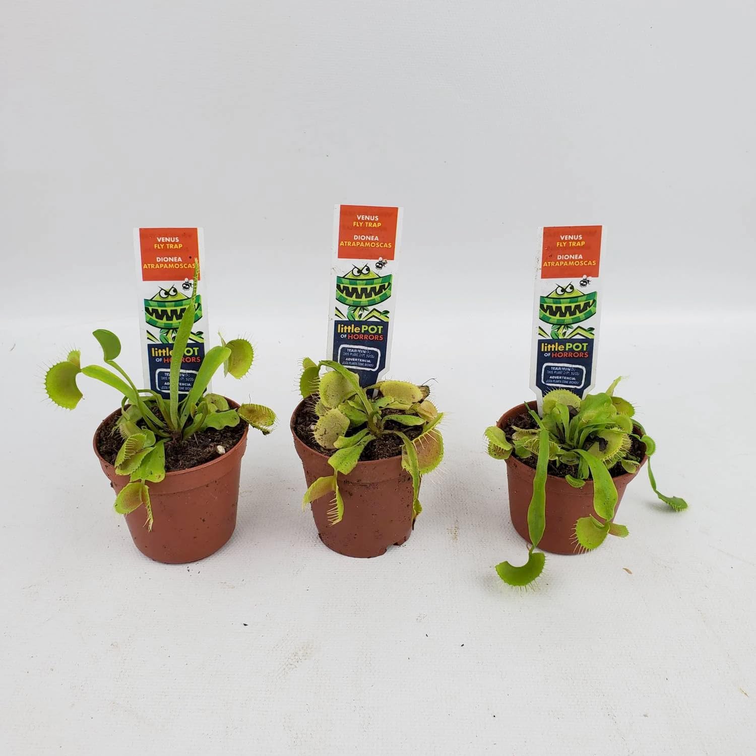Little Pot of Horrors, Live Venus Fly Trap Live Plant, Live Venus Flytrap Live Plants Indoor, Venus Fly Trap Soil, Indoor Plants Venus Fly Trap Pot, Venus Fly Trap Plant