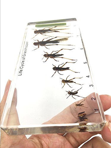 Lifecycle of a Locust(Grasshoppeer) Paperweights Specimen for Science Education Paperweight for Book for Office for Desk