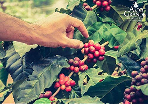 Alto Grande Premium Coffee Whole Bean - 2 Lbs (Pack of 1)