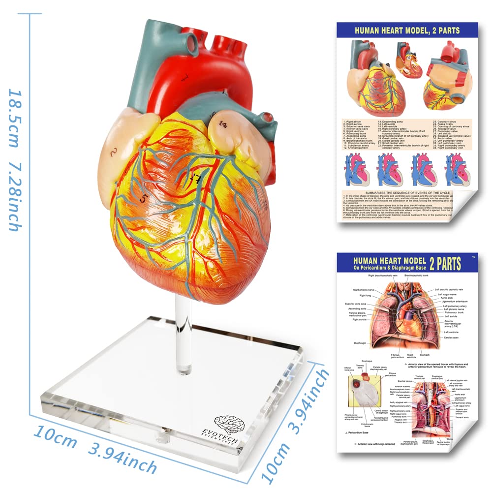 EVOTECH SCIENTIFIC Human Heart Model For Anatomy, 2 - Part Heart Models Anatomy Life Size Medical Heart Model for Classroom and Cardiology Study