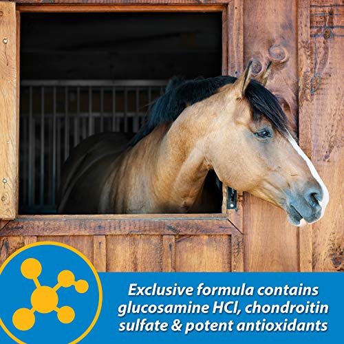 Farnam Fluidflex Liquid Joint Supplement for Horses, Helps Maintain Healthy Hip & Joint Function, 32 Ounces 32 Day Supply