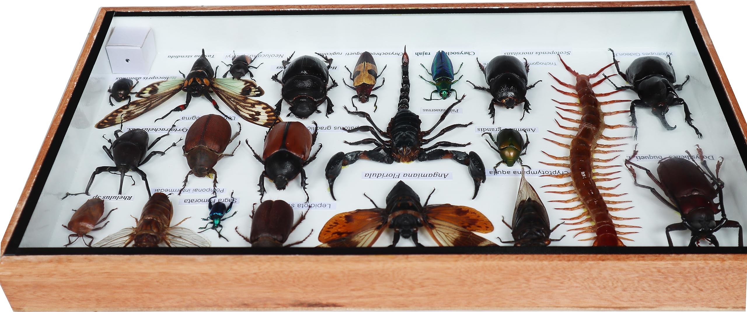ThaiHonest Very Rare Real MIXS Insect Taxidermy Set in Boxes Display for Collectibles