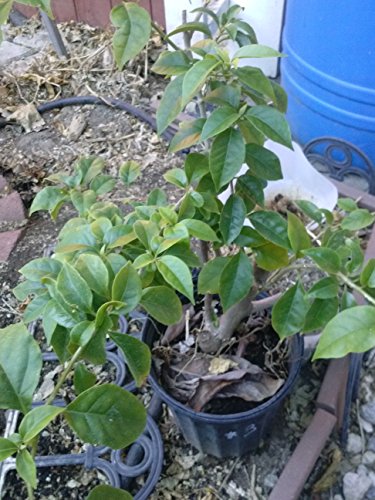 9EzTropical- Pink Bougainvillea - 1 Plant - 1 to 2 Feet Tall - Ship in 1 Gal Pot