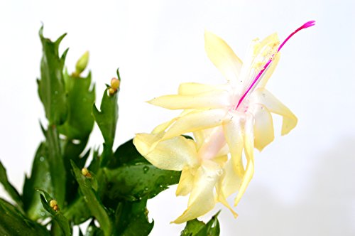 9GreenBox - Rare Yellow Christmas Cactus Plant - Zygocactus - 4" Pot