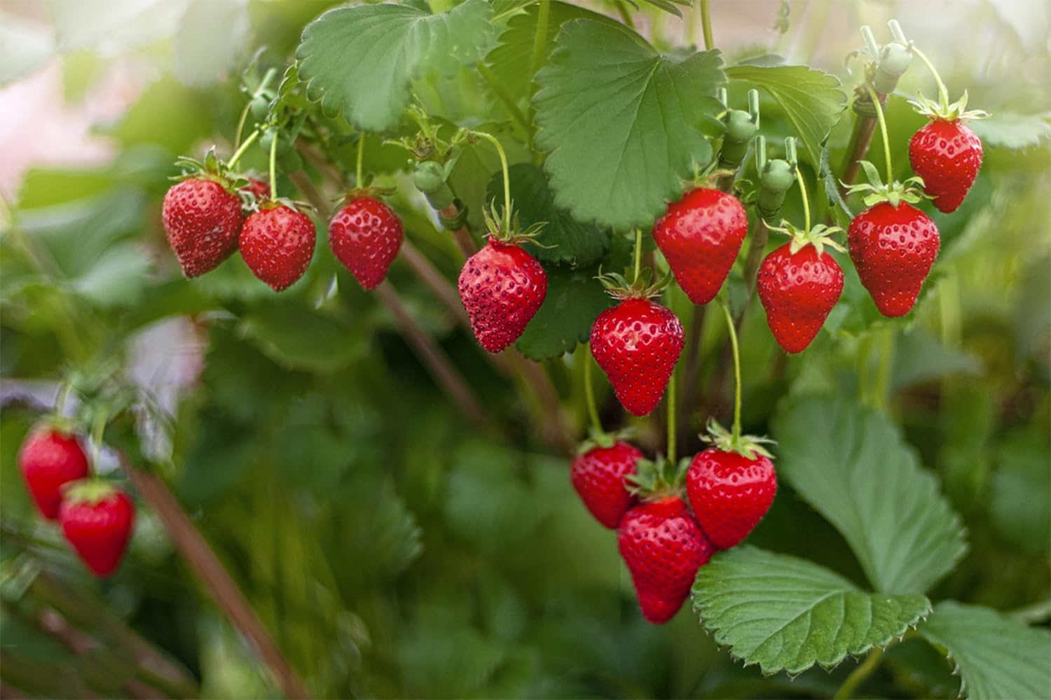 710+ Dwarf Fruit Seeds for Planting (Individually Packaged) Cherries 10pcs White Strawberry 200pcs Red Strawberry 200pcs Raspberry 200pcs Elderberry 100pcs