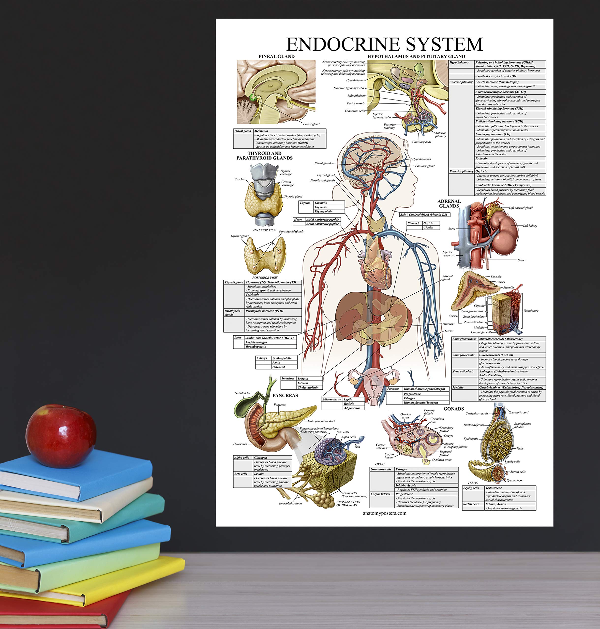 Laminated Endocrine System Anatomical Chart - Endocrine Anatomy Poster (18 x 27)
