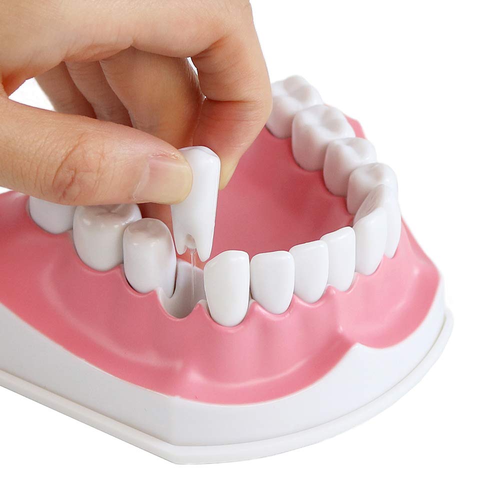 SEED&TREE Dental Teaching Study Brushing Model with Toothbrush/Removable Lower Teeth. Non Power. Plastic Model