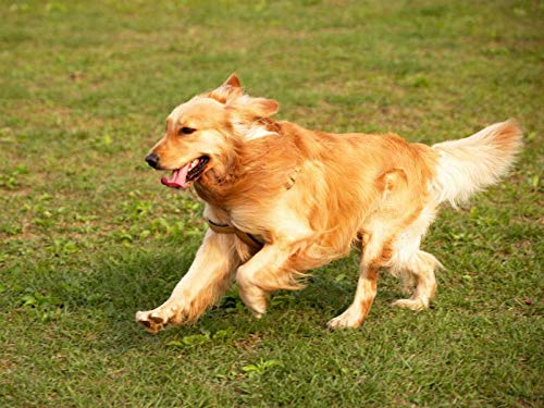 anti inflammatory for dogs - DOG HIP AND JOINT HEALTH FORMULA - STIFF JOINT SOLUTION - STRONGER BONES - PAIN RELIEF - dog glucosamine small breed - 1 Bottle (120 Treats)