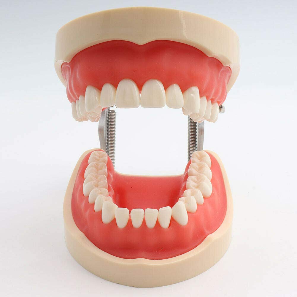 Dental Teaching Study Typodont Model 200 Style Kilgore Nissin Removable Teeth