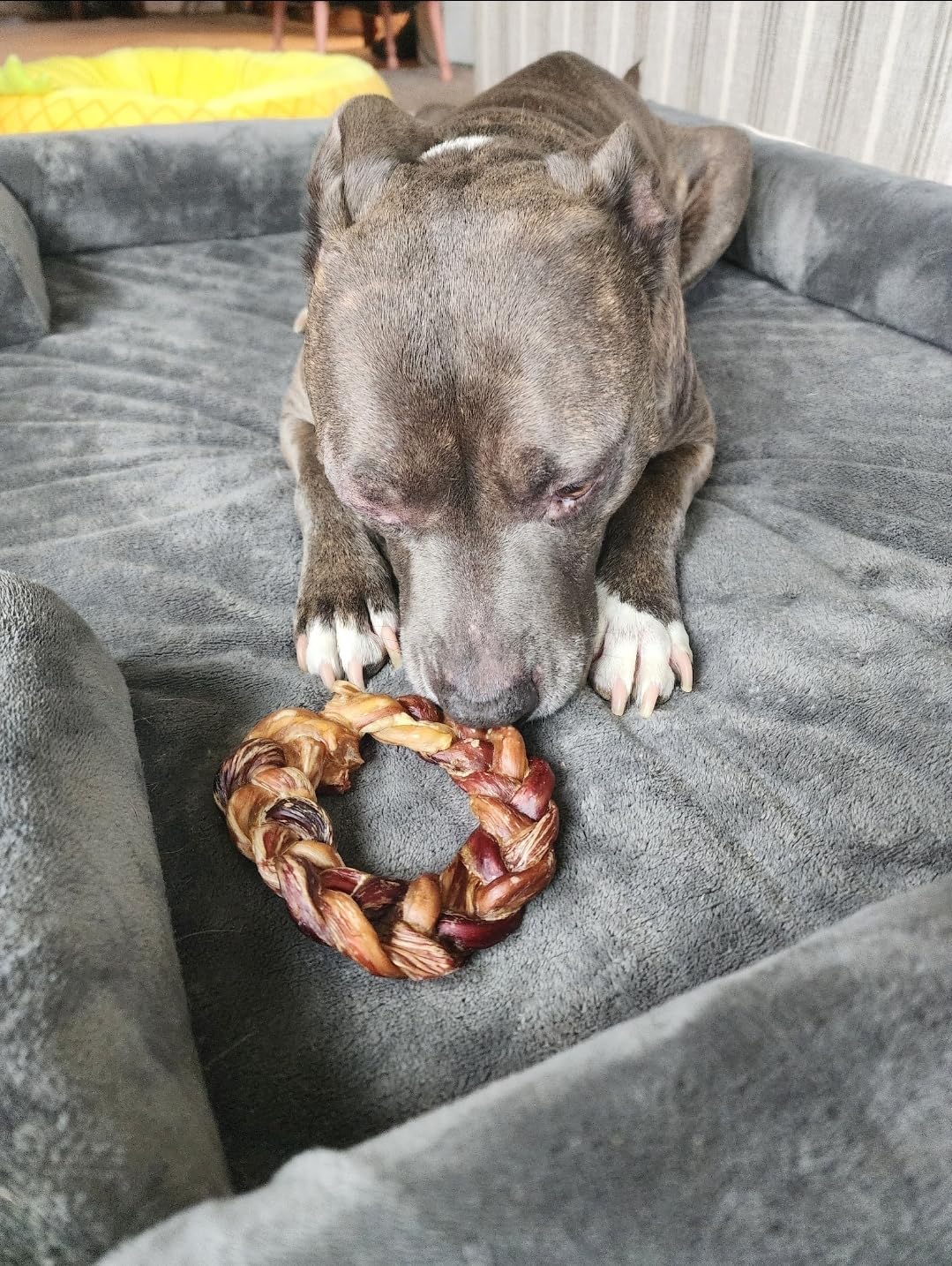 hotspot pets Braided Bully Stick Rings for Dogs - (3 Pack) Premium All Natural Long Twisted Beef Pizzle Dog Chew Treats - Grain Free Fully Digestible Rawhide Alternative Bones