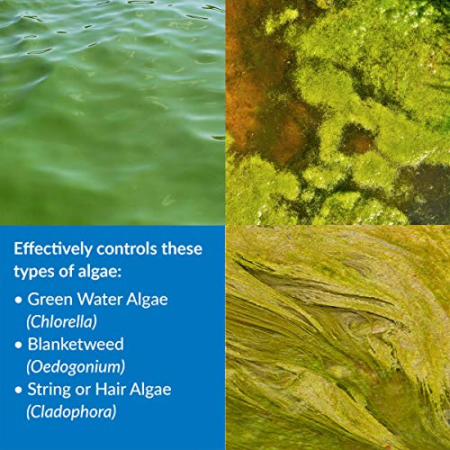API POND ALGAEFIX Algae Control 8-Ounce Bottle