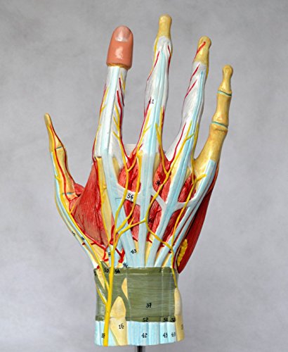 Medical Anatomical Hand Skeleton Model with Ligaments, Muscles, Nerves and Arteries, 7-Part, Life Size