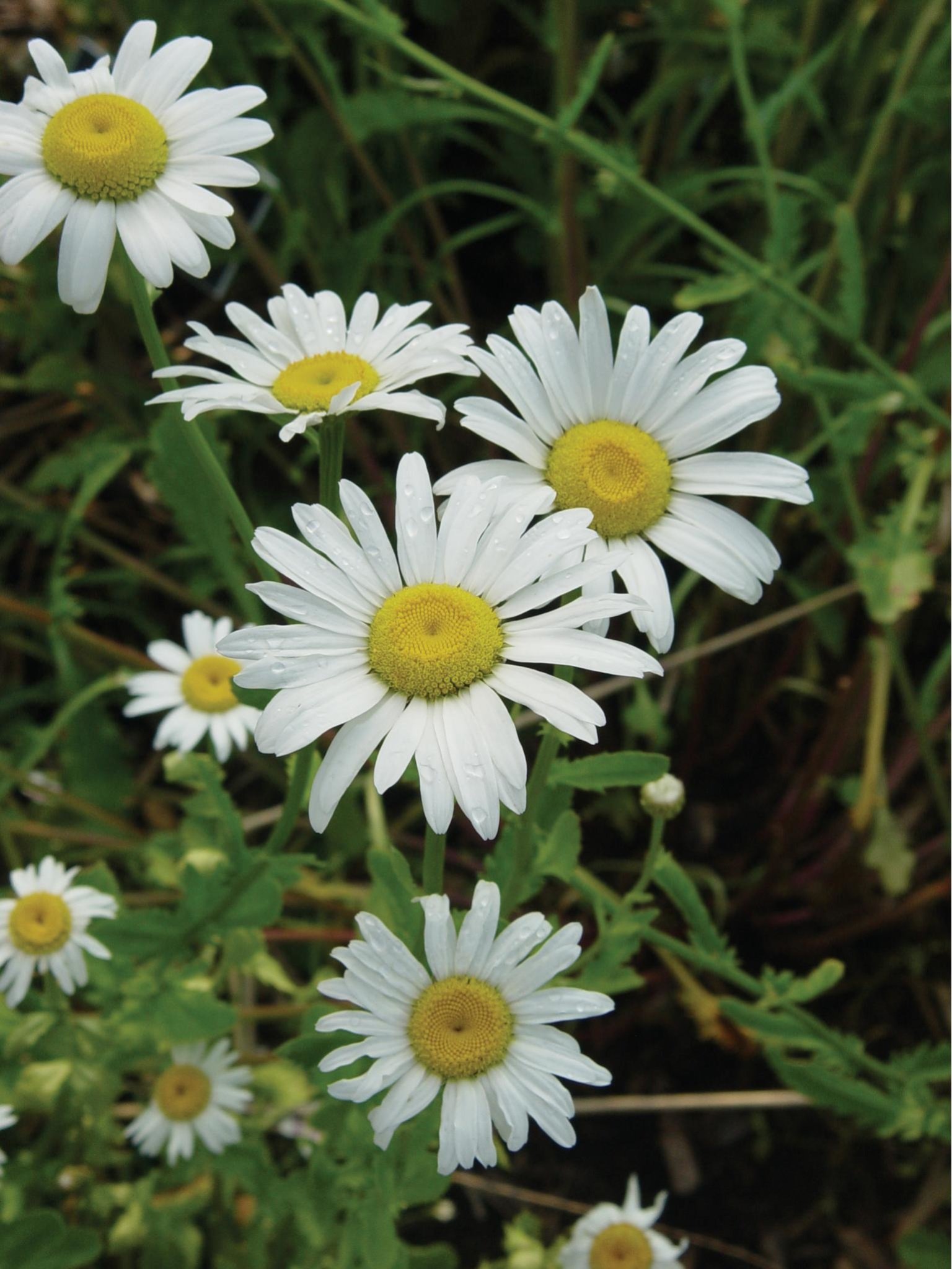 Burpee Alaska Shasta Daisy Seeds 300 seeds